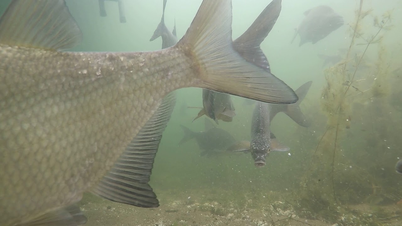 Big Bream Feeding Underwater Footage 6 - YouTube