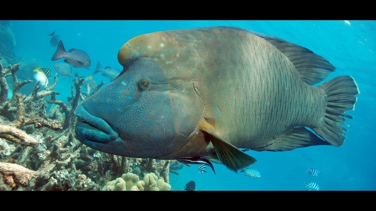 Wally The Maori Wrasse, Sunlover Reef Cruises | Where's Wally? - YouTube