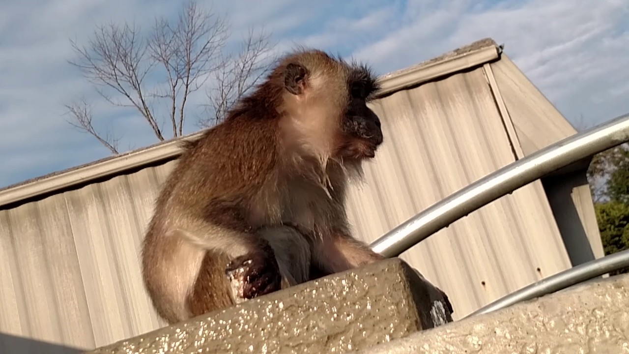 Monkey Water Fountain Play on a Hot Day - YouTube