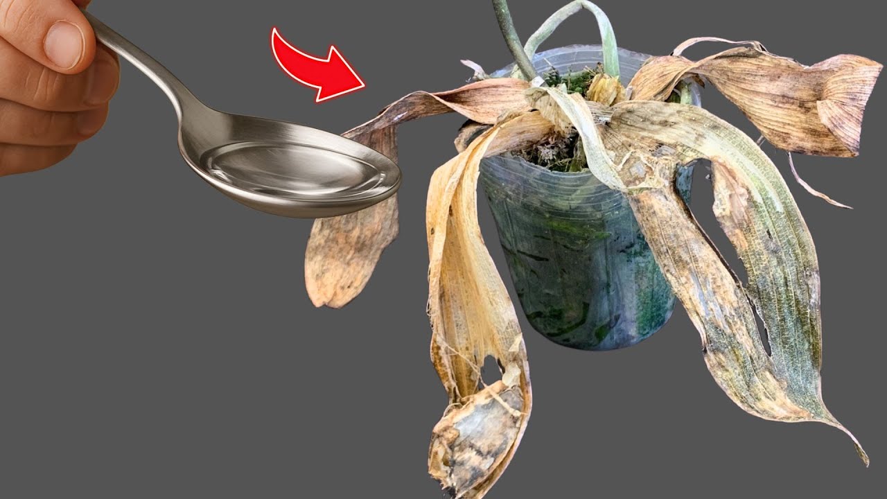 How to Revive an Orchid: From Near Death to Gorgeous Blooms - YouTube