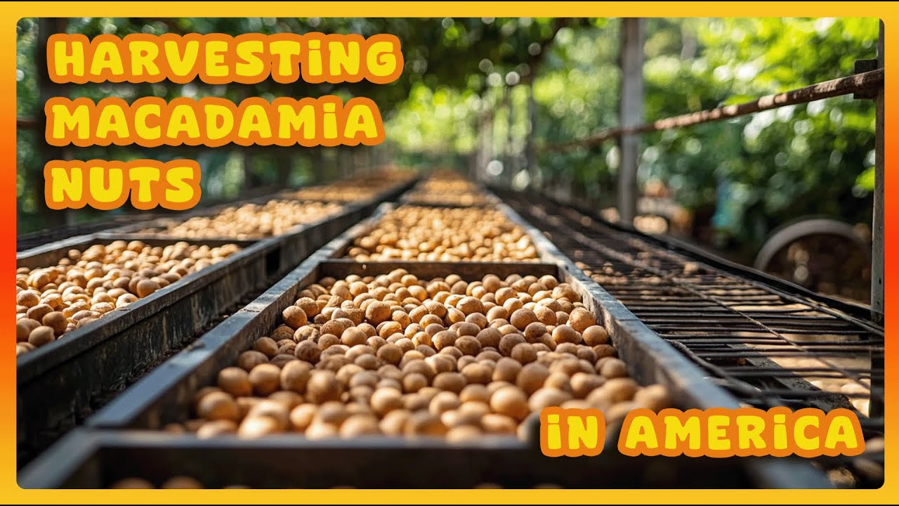 Why Are Macadamia Nuts So Expensive? Harvesting Macadamia Nuts in America - YouTube