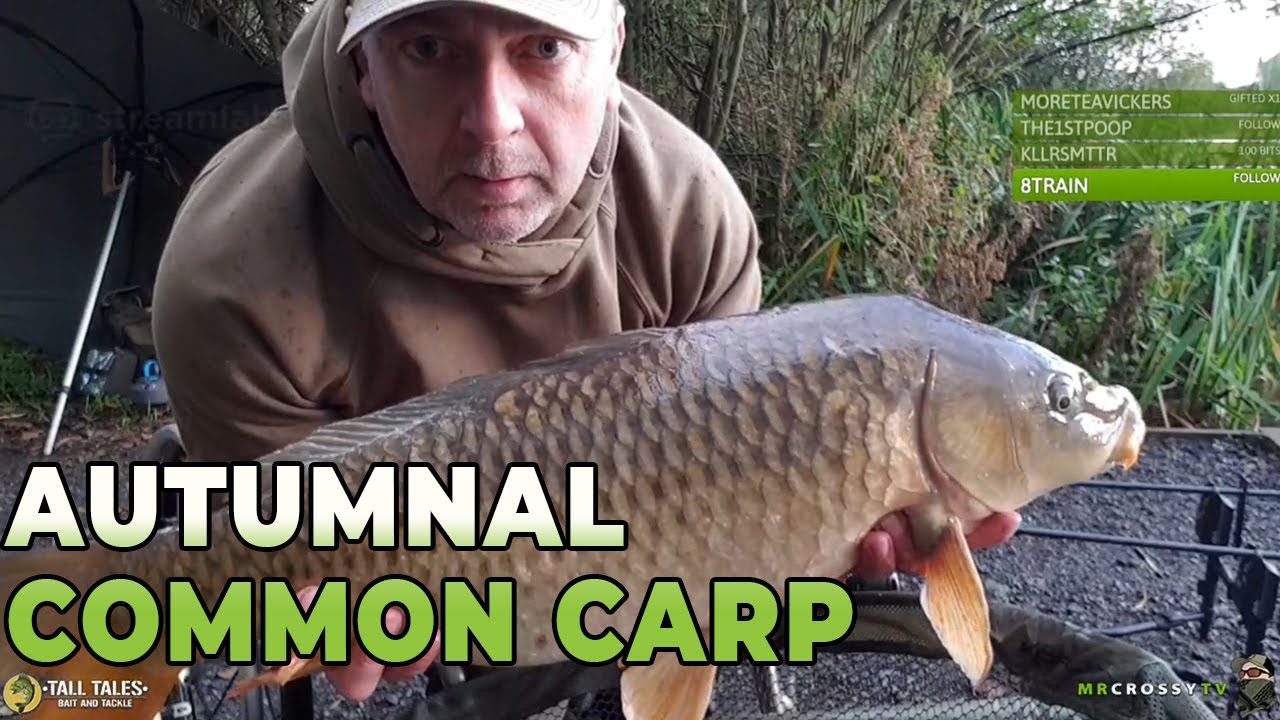 Autumnal Common Carp - YouTube