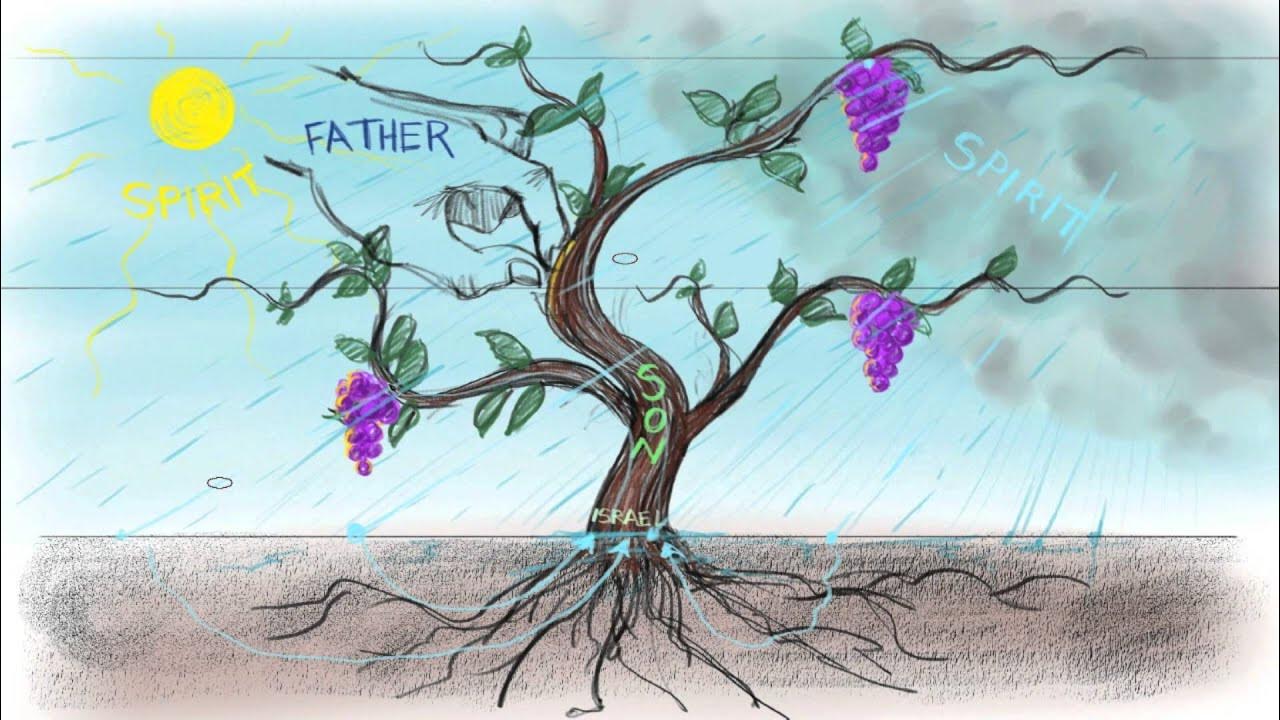 The Vine and the Branches | John 15:1-15 - YouTube