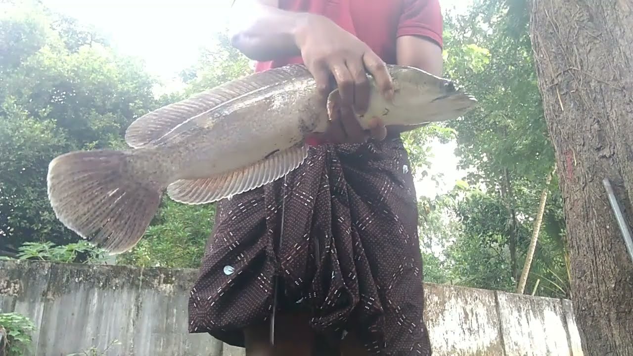 3kg Snakehead fishing - YouTube