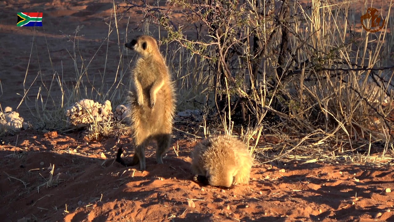 Namibia erleben / Teil 44 - Fr. Prof. Anne Rasa / Kalahari Trails ZA ...