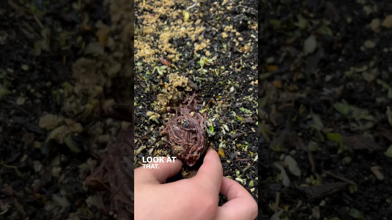 A ball of worms??!! 🪱🪱🪱 #worms #wormfarm #wormfarmer #vermicompost ...