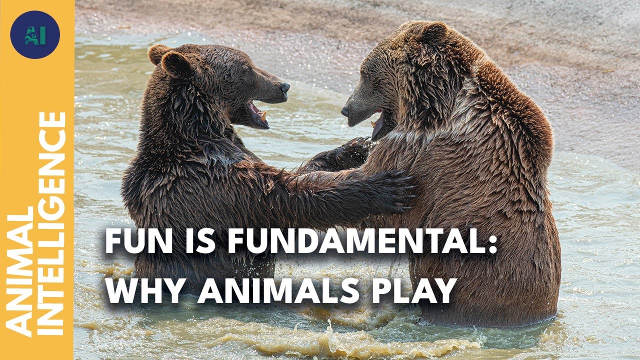 What are the benefits of playing for wild animals? | AI - YouTube