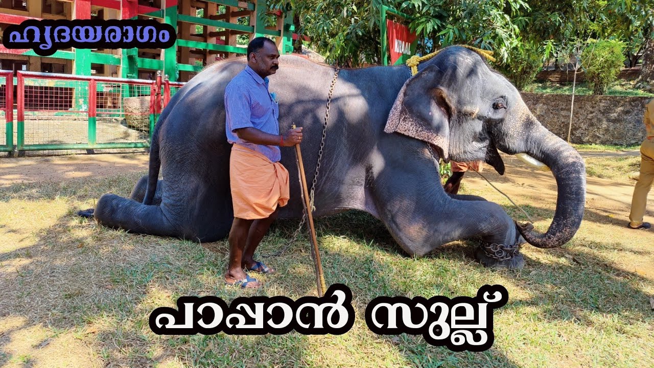 Konni Elephant Training Camp | കോന്നിയിലെ ആന വിശേഷങ്ങൾ - YouTube