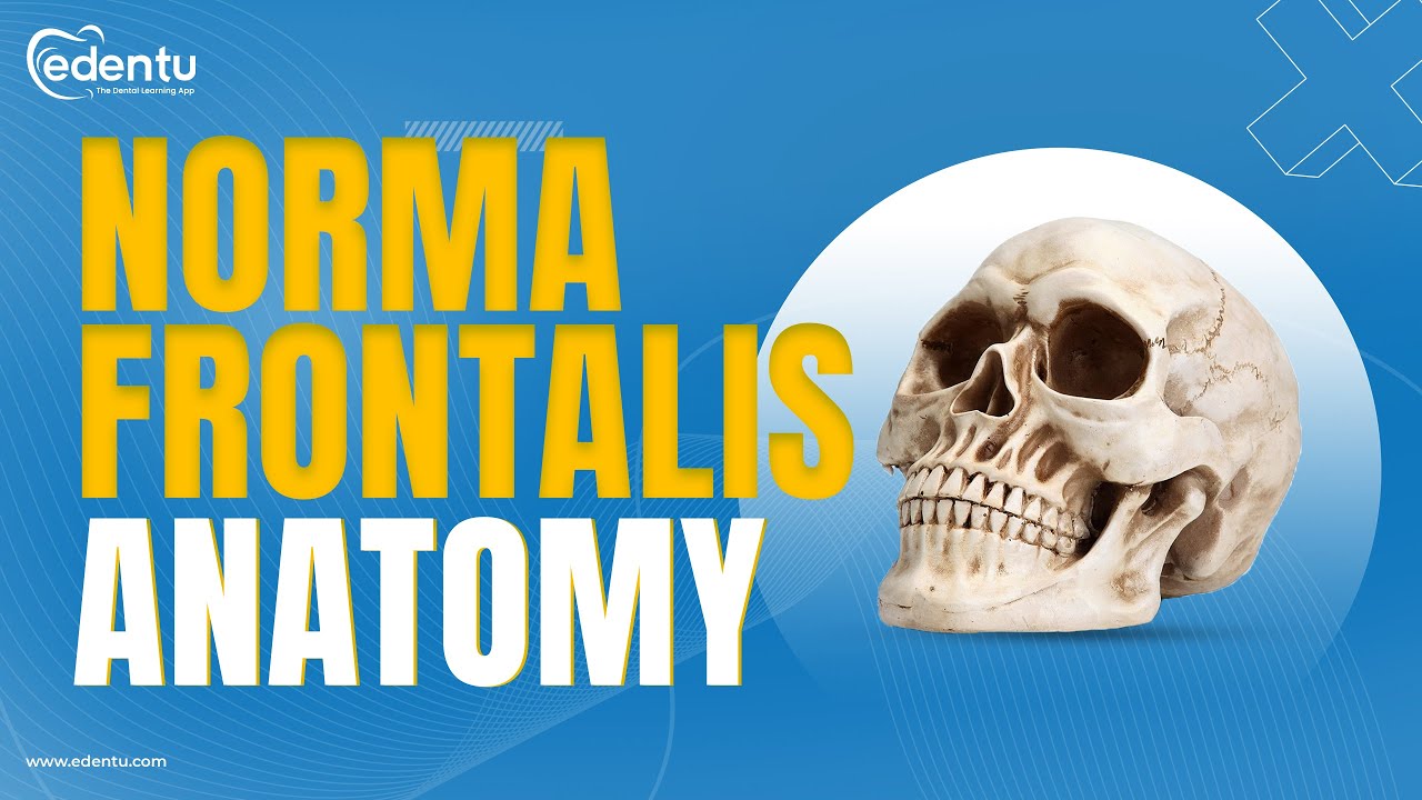 NORMA FRONTALIS | ANATOMY | BDS FIRST YEAR | EDENTU | - YouTube