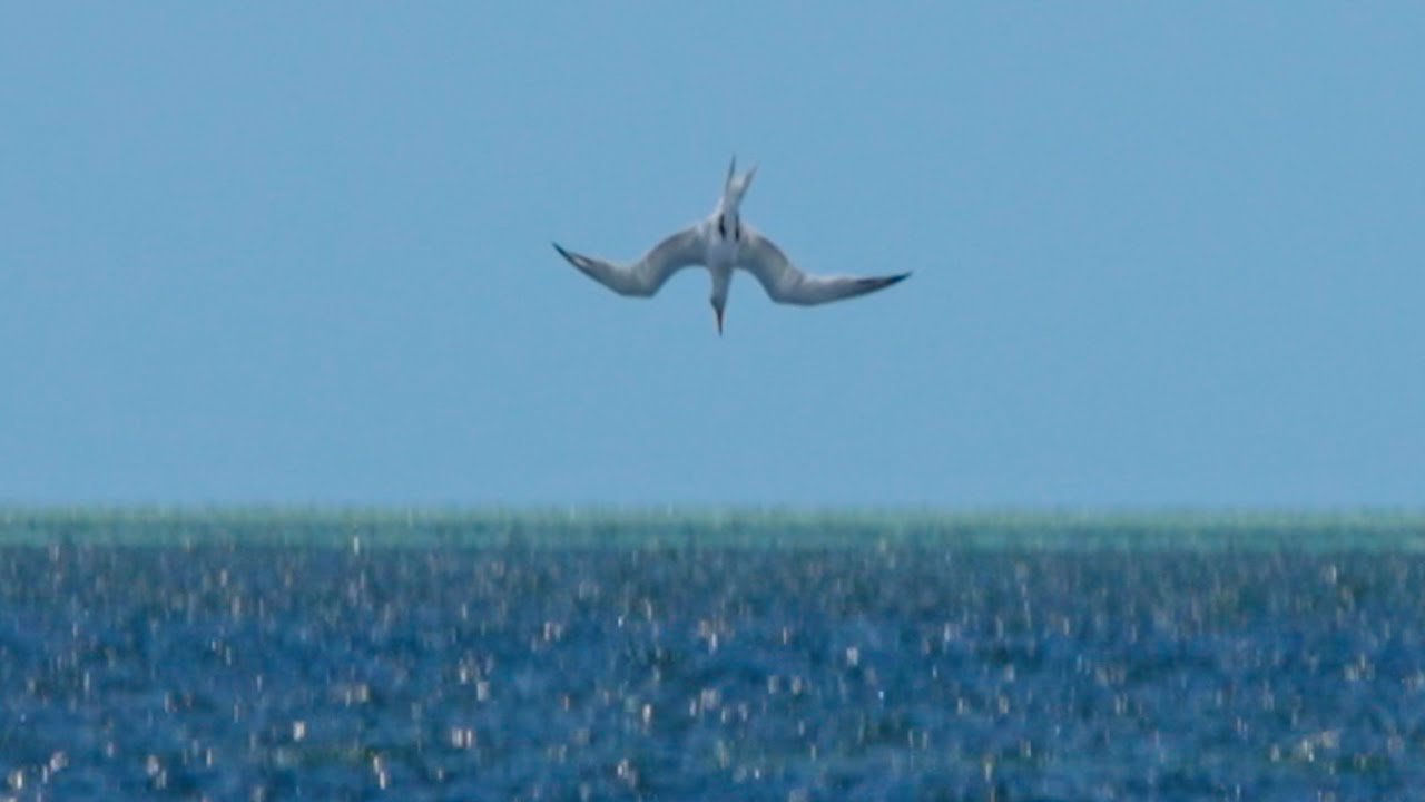 Seabird Dive Bombs - 4K 120FPS - YouTube