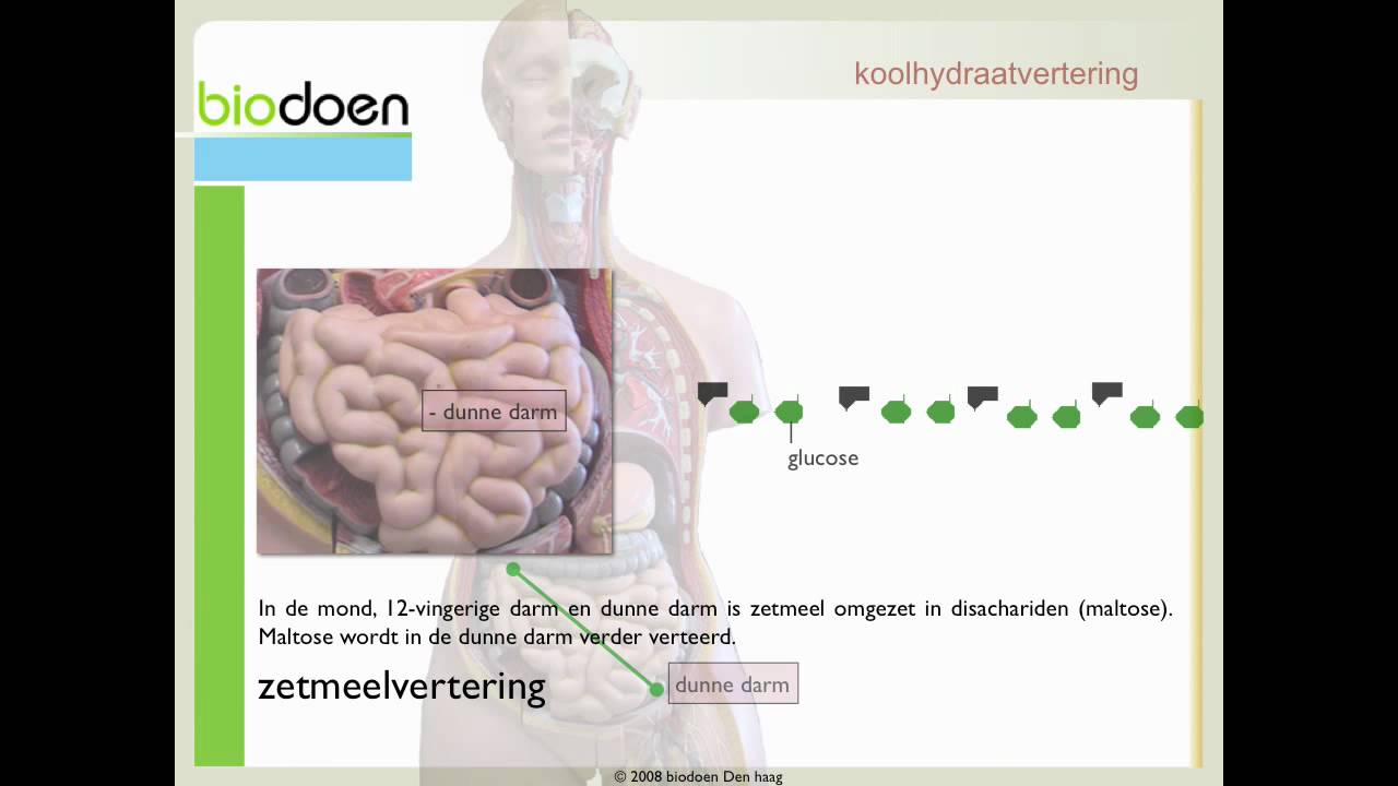 Biodoen - koolhydraat vertering 1 van 3 - YouTube