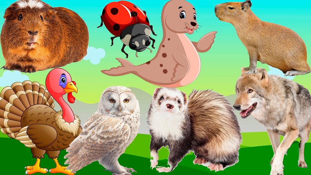 Cute Little Farm Animal Sounds - Seal, Wolverine, Wolf, Ladybug, Turkey ...