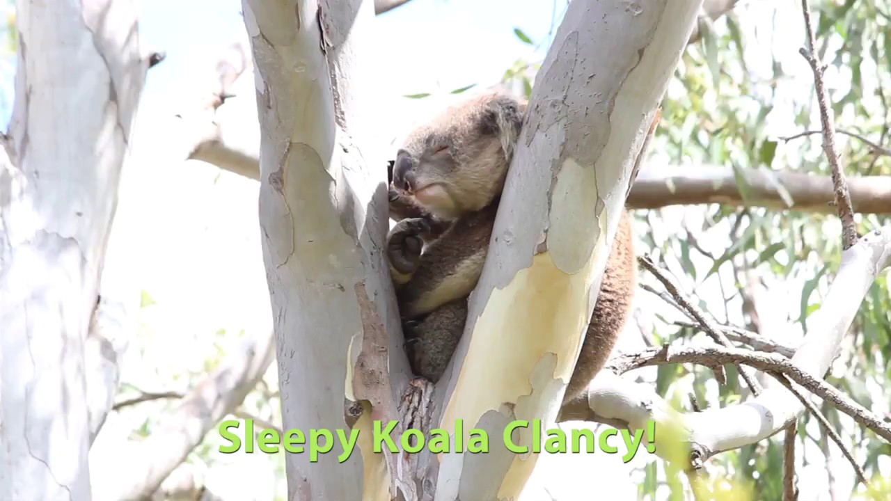 Wild koala smiles - YouTube
