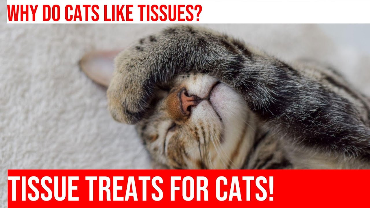 Cats Love Tissue Boxes: The Cutest Tissue Treats! - YouTube