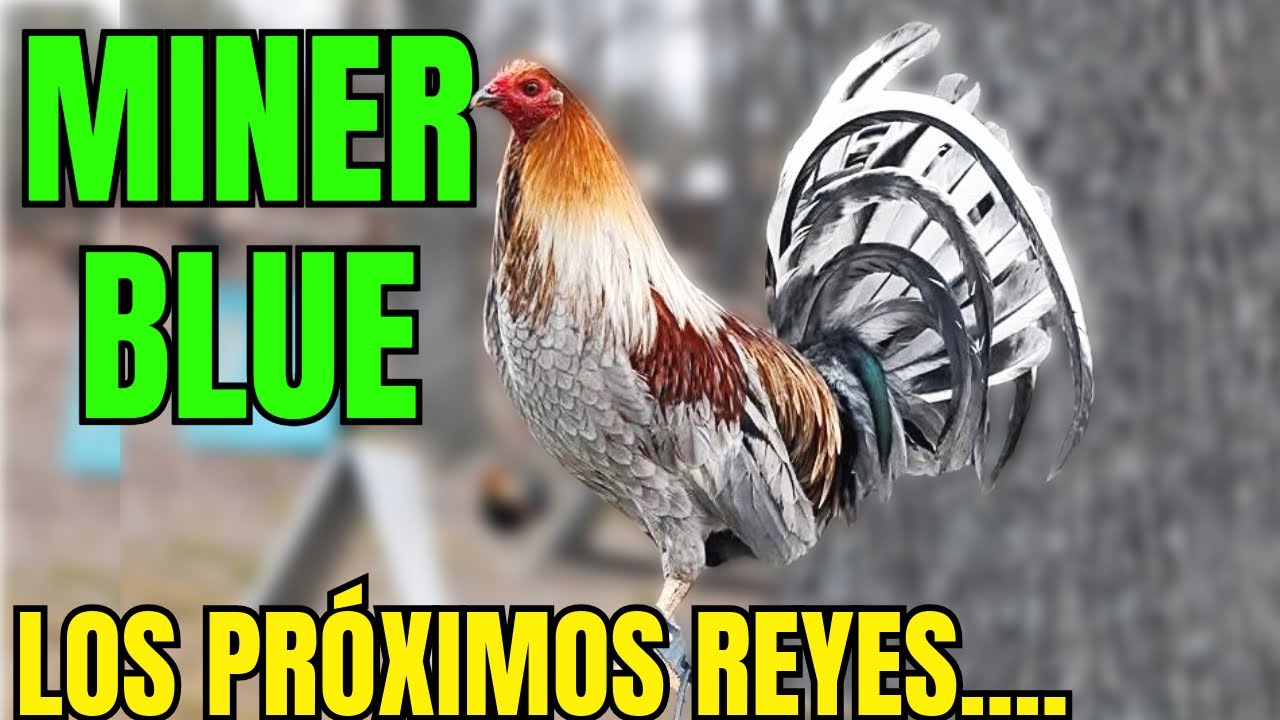 MINER BLUE.... LOS PROXIMOS REYES - YouTube