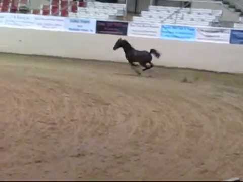 Modern Shetland Pony Liberty Class at show - YouTube
