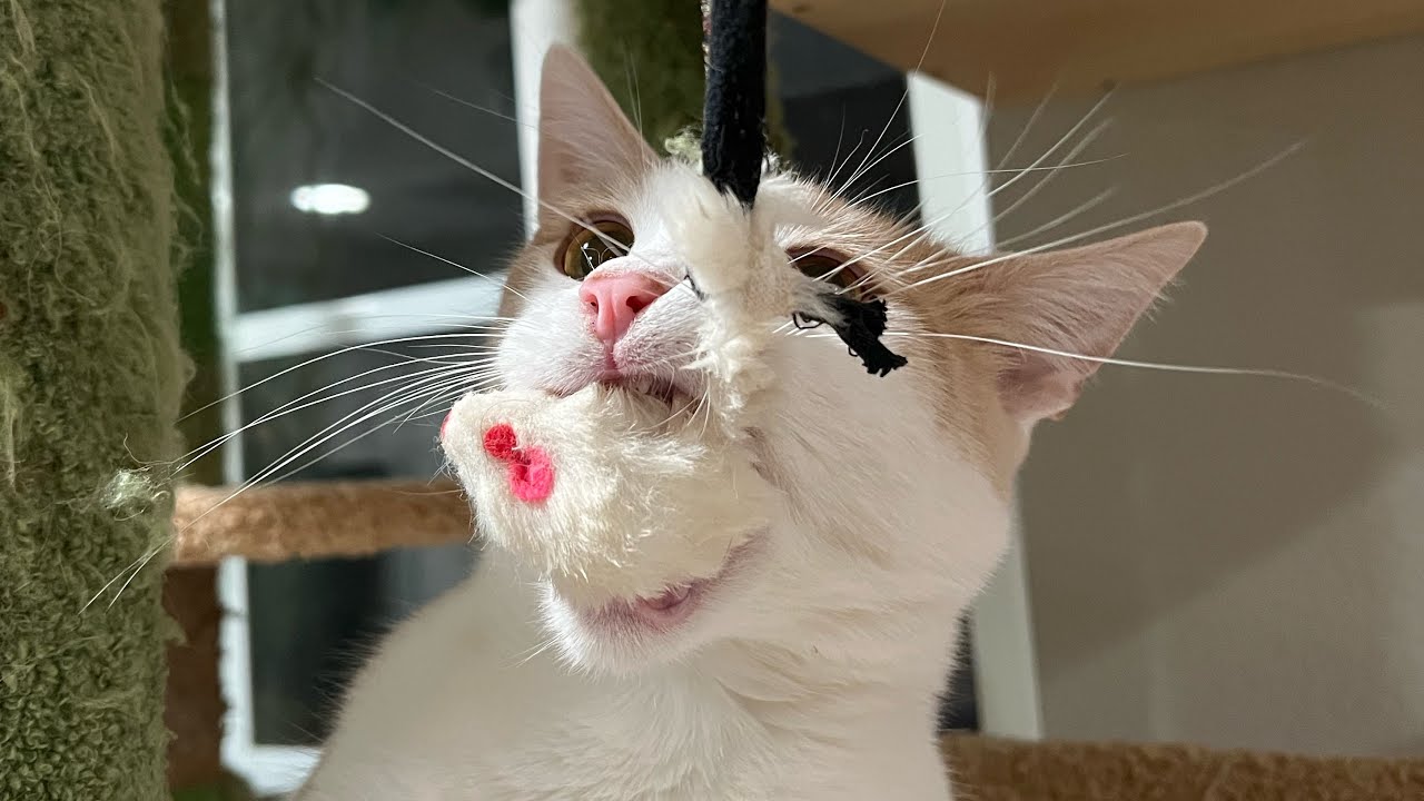 Morning Routine with 19 Cats and 1 Dog - YouTube