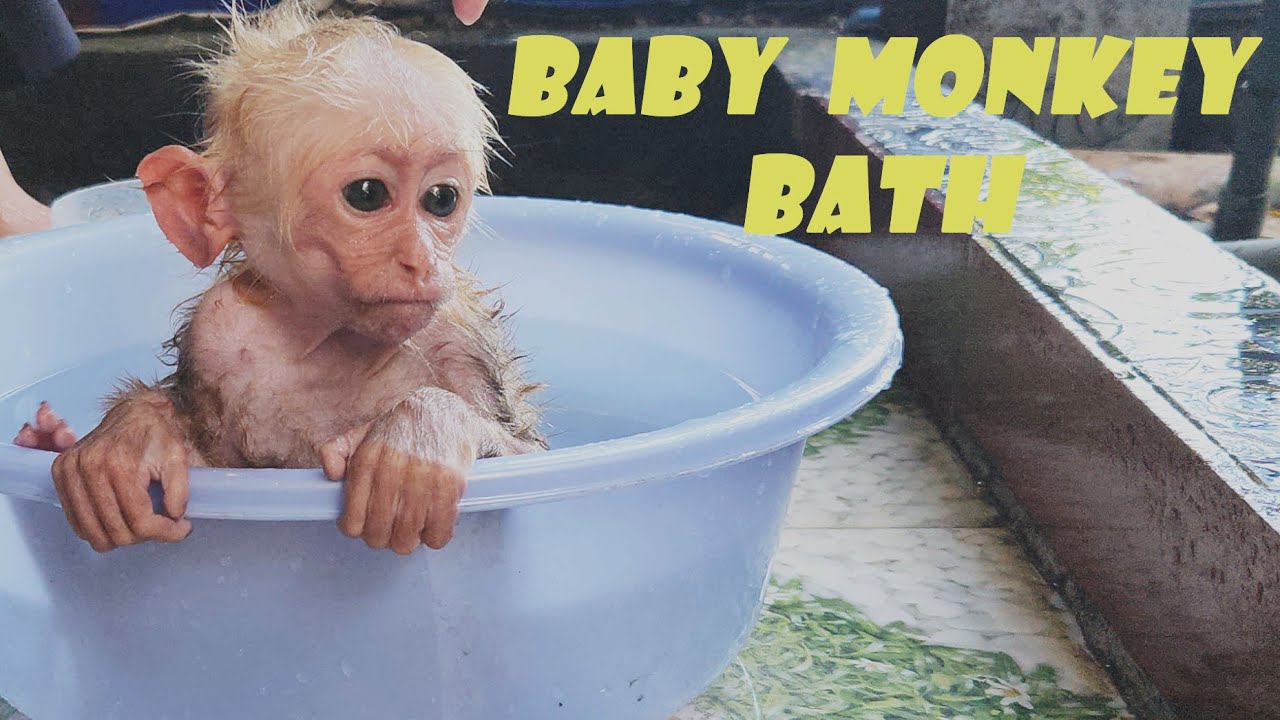 Baby Monkey Bibo Attitude When Bathed by Mother - YouTube
