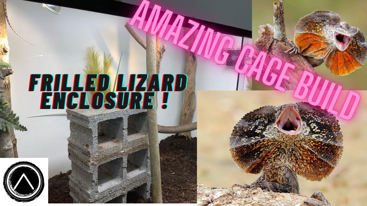 New Frilled Lizard Enclosure - YouTube