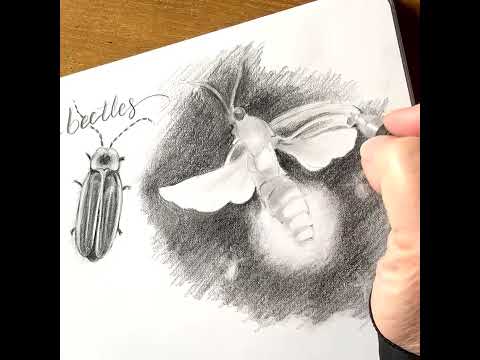 Pencil Drawing - Firefly - YouTube