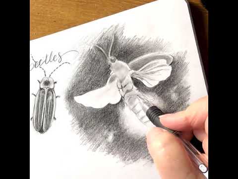 Pencil Drawing - Firefly - YouTube