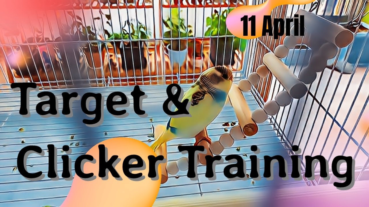 Target and clicker training_11 April - YouTube