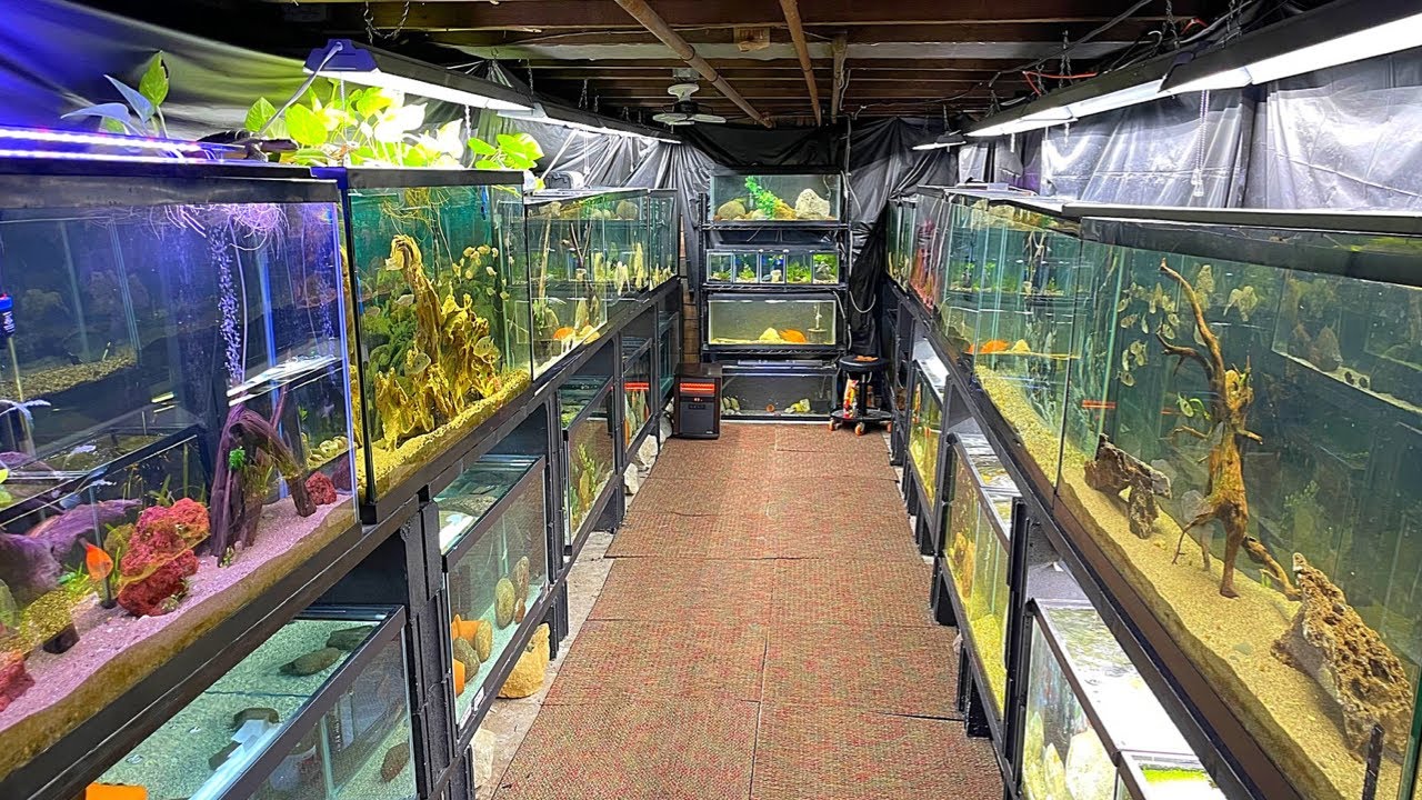TON OF *NEW* FISH SPECIES IN FISH ROOM + FISH ROOM UPDATE - YouTube