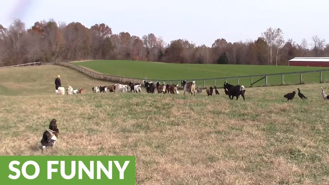 Mass gathering of farm animals walk in single file line - YouTube