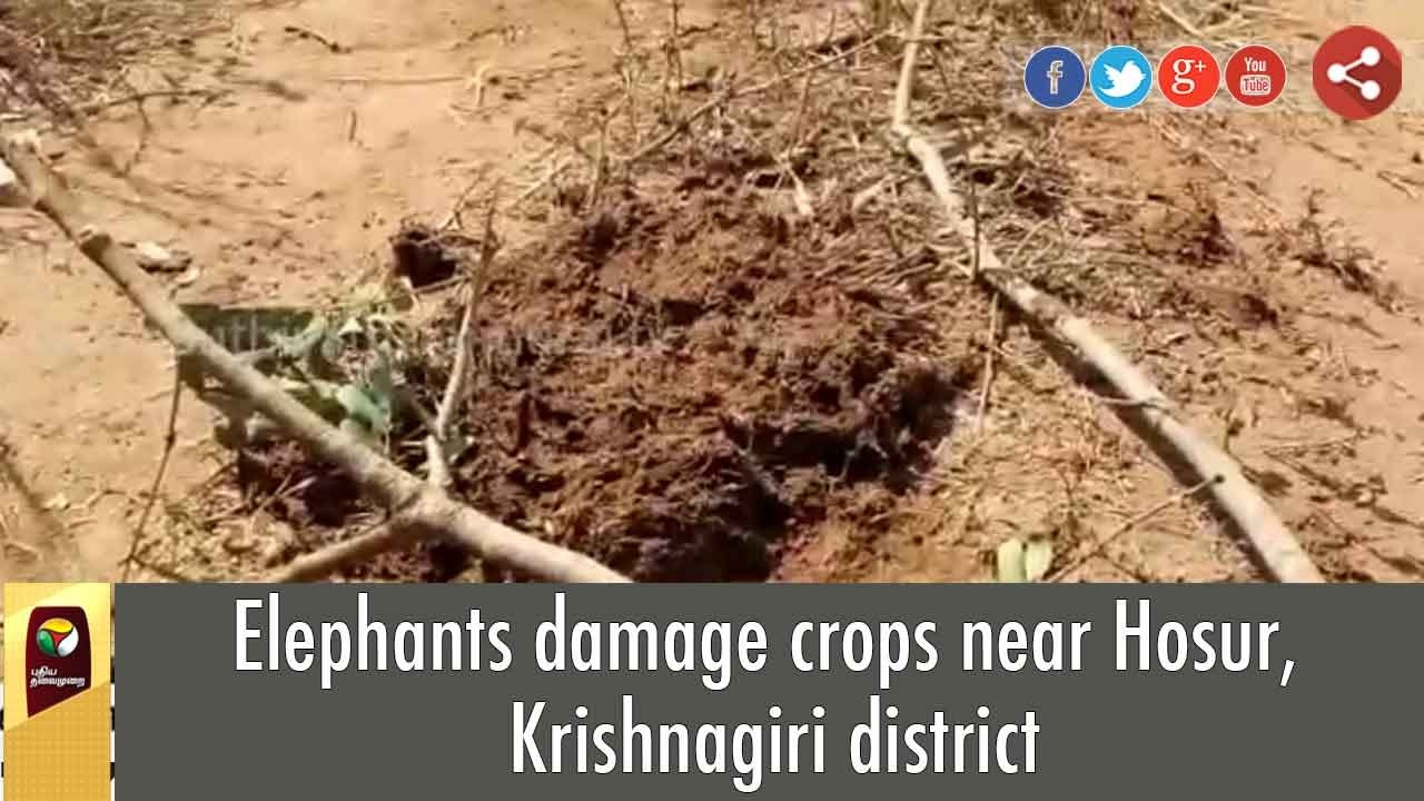 Elephants damage crops near Hosur, Krishnagiri district - YouTube