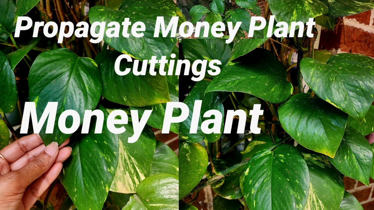 How to grow money plant from cutting/Money plant propagation in pot # ...