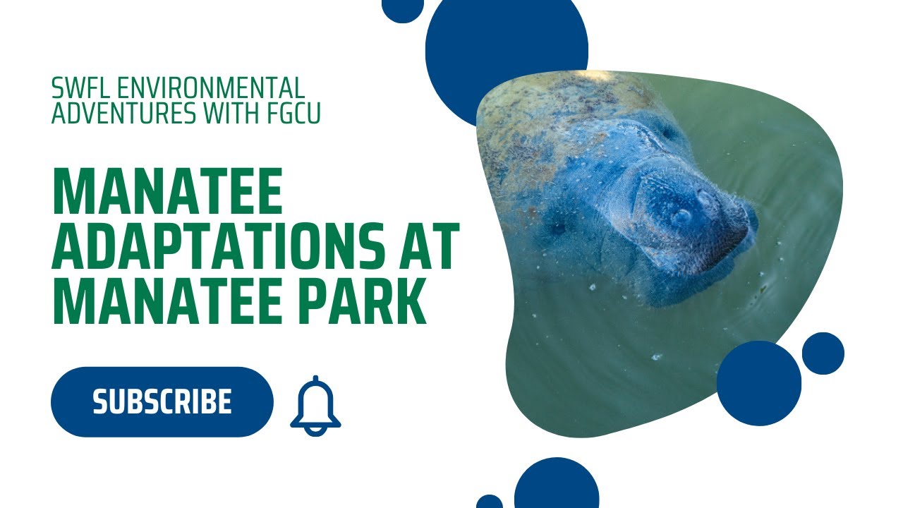 Manatee Adaptations at Manatee Park - YouTube
