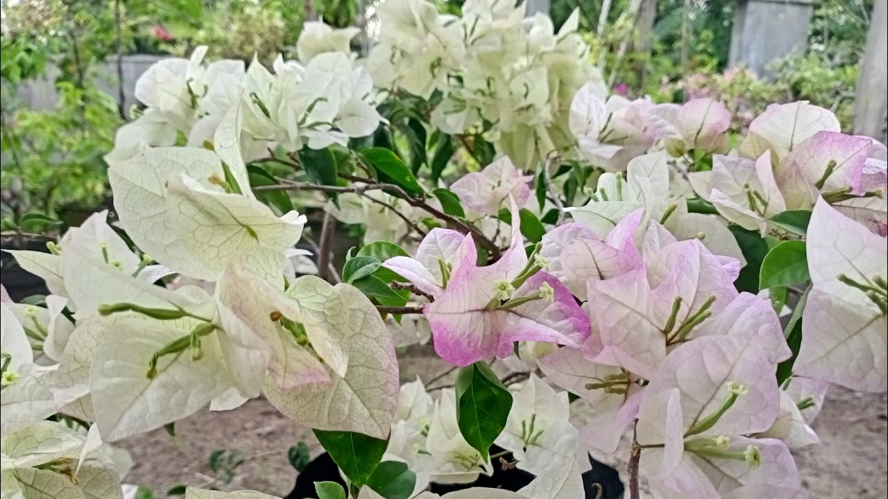 Review Bougenville (bunga kertas) ID Vajid Alisha - YouTube