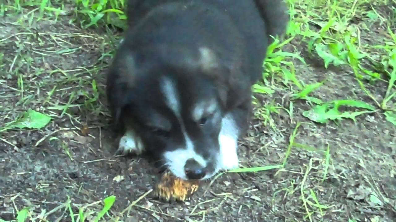 Goberian Puppies hybrid of Golden retriever & Siberian husky - YouTube