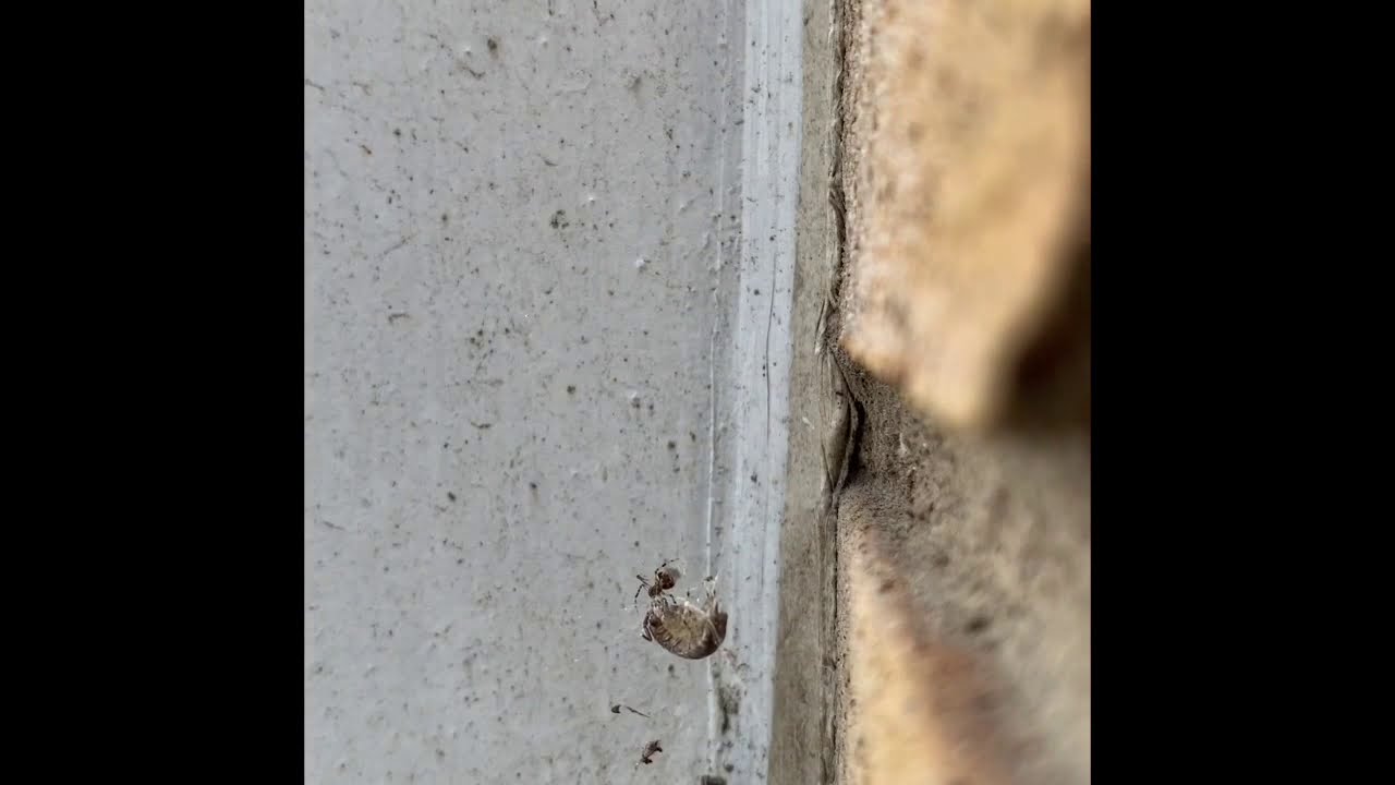 Dramatic Life & Death Scene: Big fight spider & insect (Timelapse ...