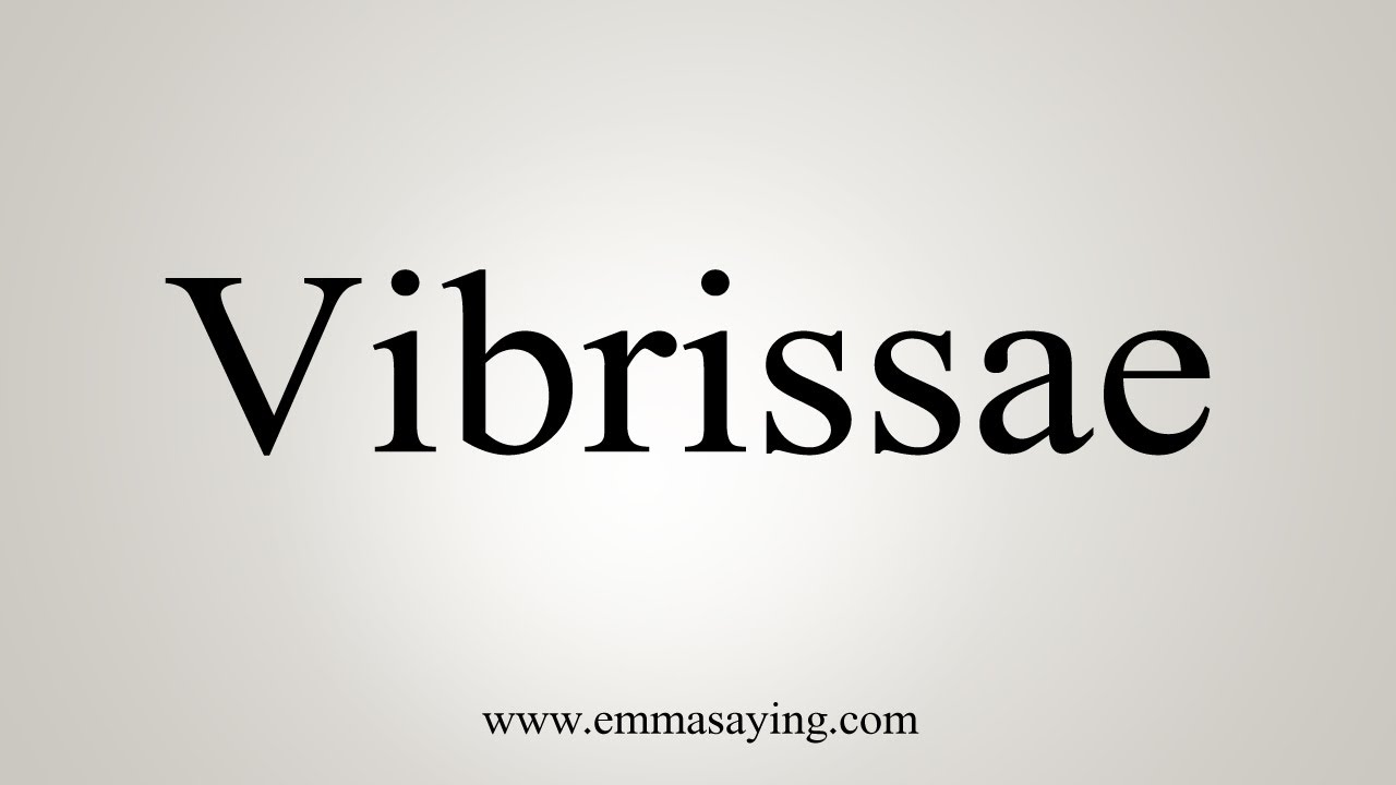 How To Say Vibrissae - YouTube