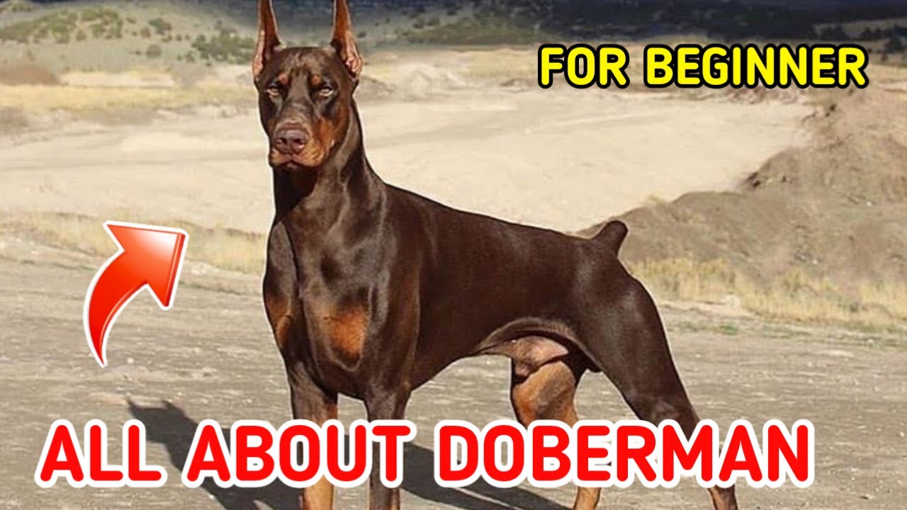 All About Doberman Pinscher Dog Breed - Facts & Personality - Smartest ...