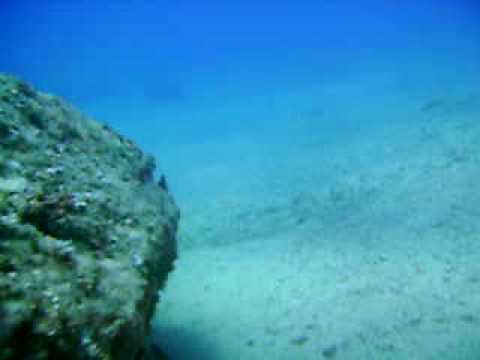 Reef Shark at Barracuda Rock, Orote Guam - YouTube