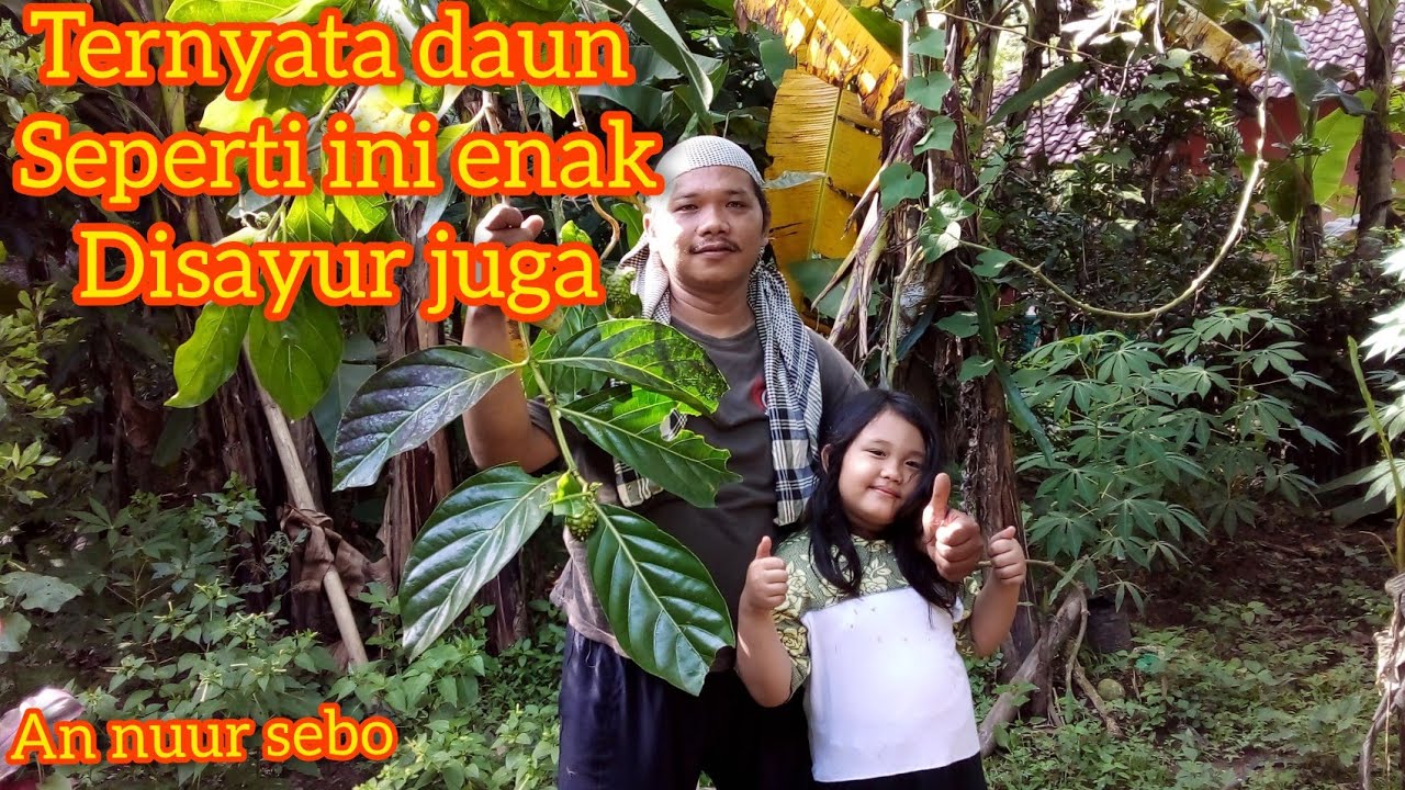 Masakan desa || Tumis daun pace/morinda citrifolia L benar benar mantab ...