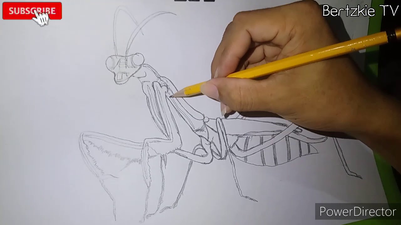 BASIC DRAWING (ARTHROPODS) USING PENCIL ONLY - YouTube