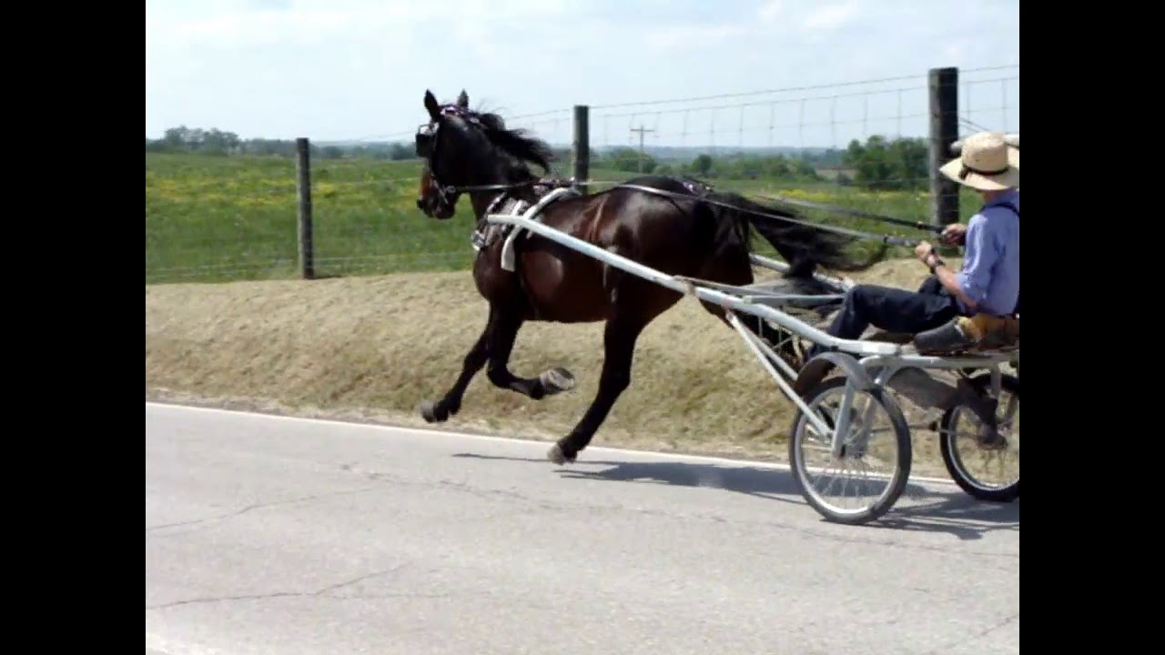 GORGEOUS STANDARDBRED STALLION - YouTube
