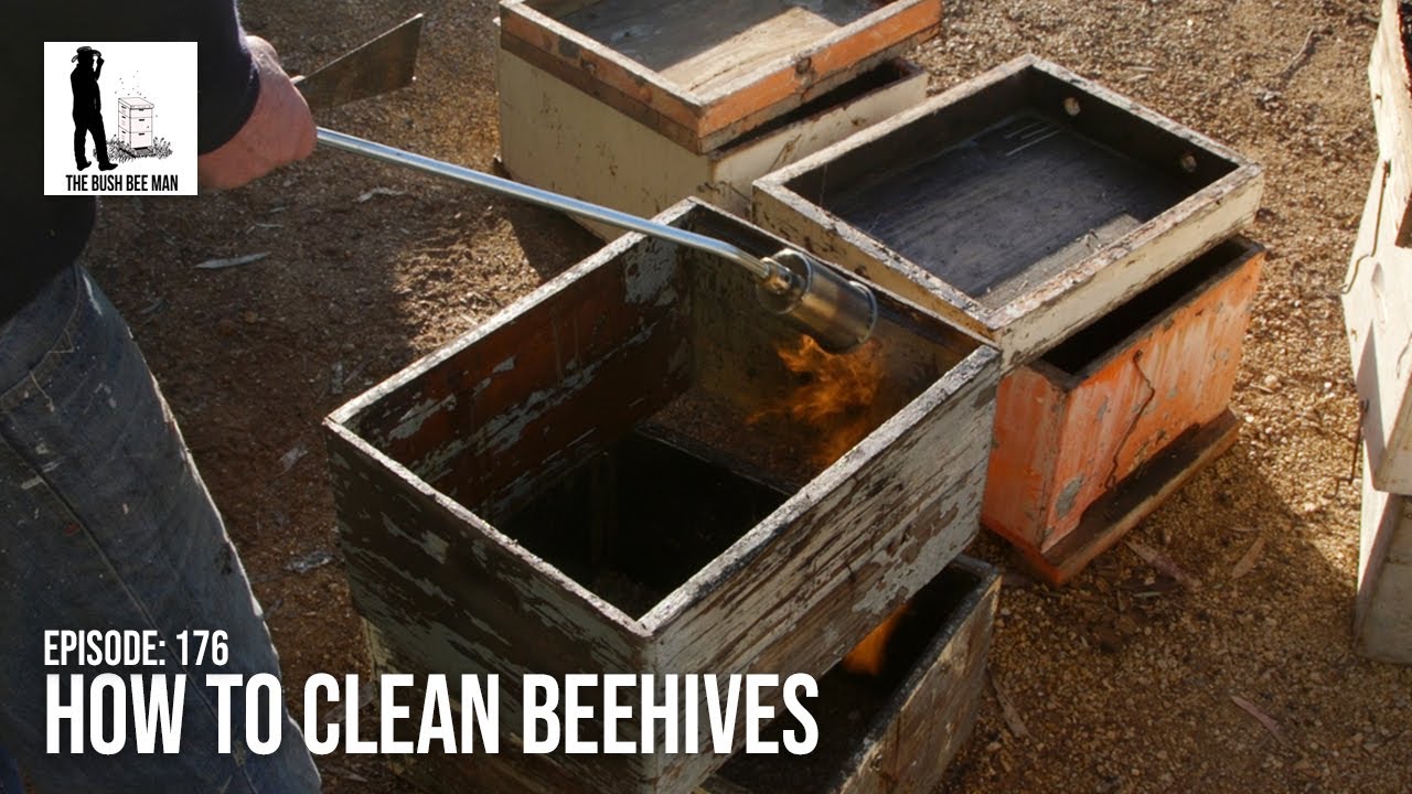 How To Clean A Beehive | Cleanestor