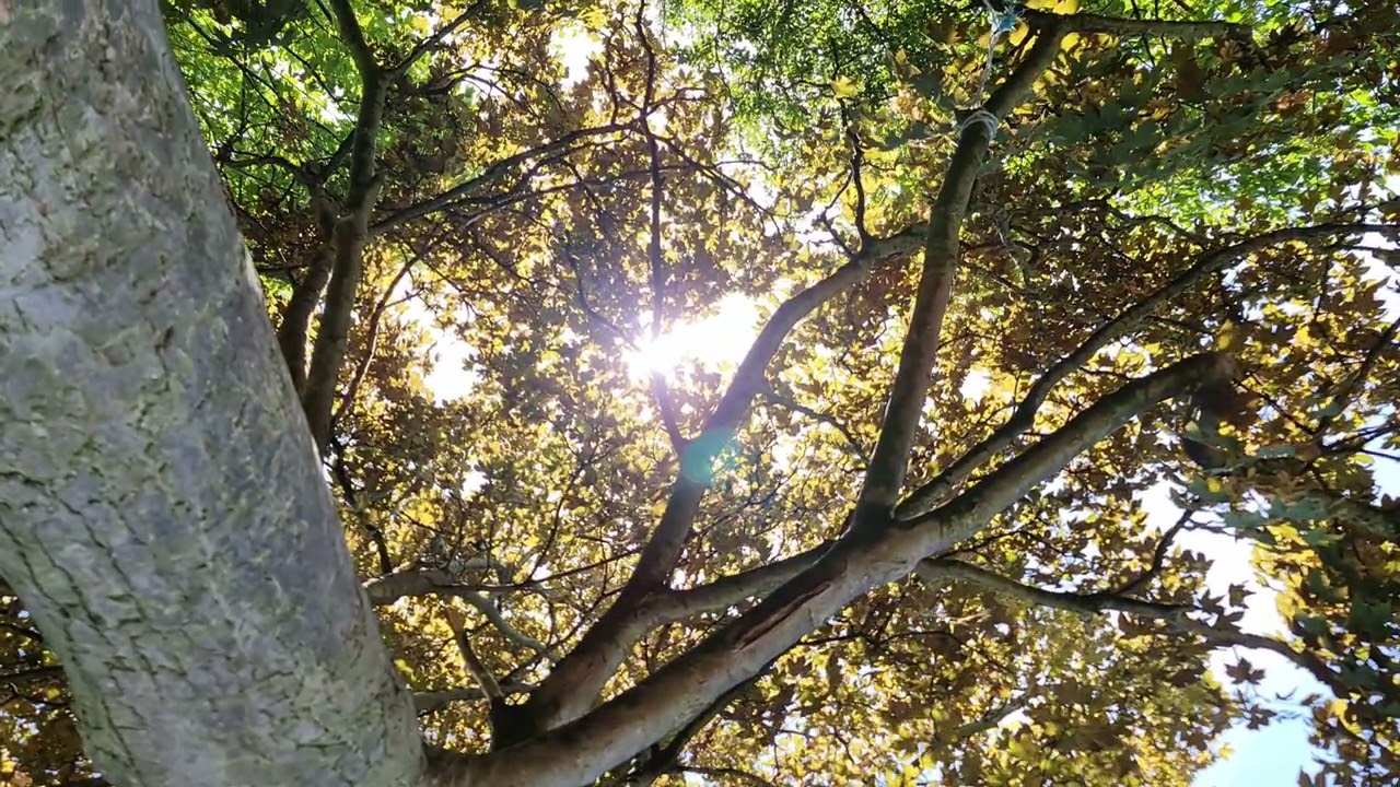 Light Source - Nature Relaxation Sleep Meditation - YouTube