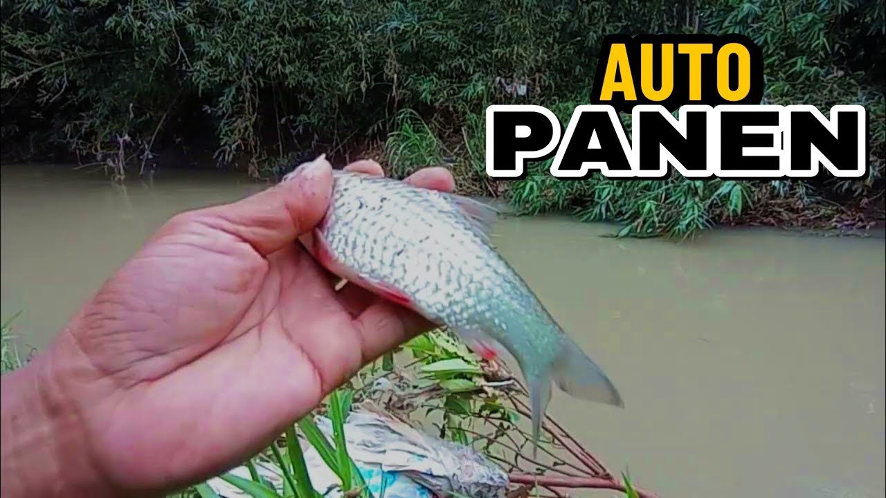 Memang tepat kalau mancing pas air keruh sesudah banjir || mancing liar ...