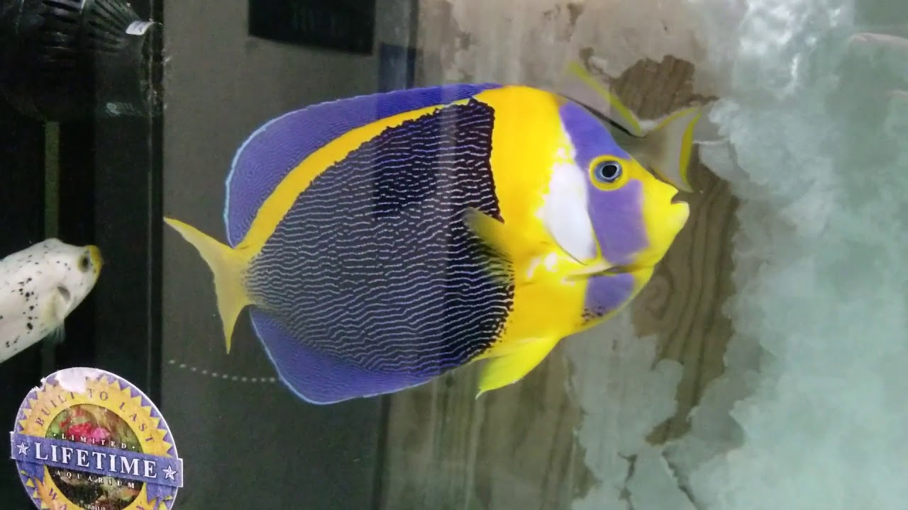 Scribble Angel $1099 - Aussie - YouTube