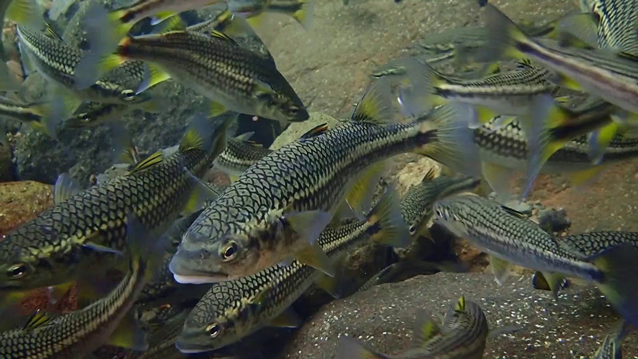 Agonostomus monticola - YouTube