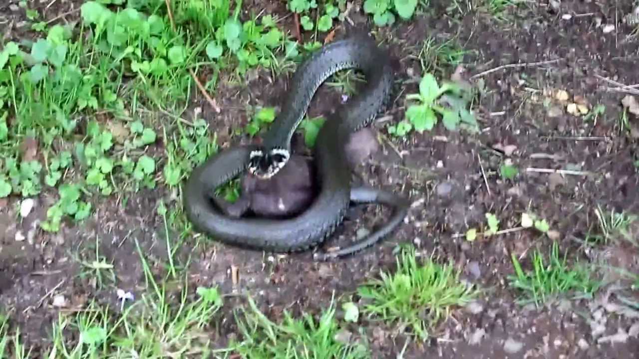 HD Ringelnatter frisst Laubfrosch 2013 06 01 - YouTube