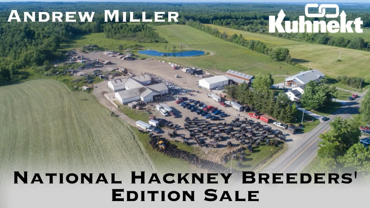 National Hackney Breeders' Edition Sale Podcast with Andrew Miller, Sale Manager - YouTube