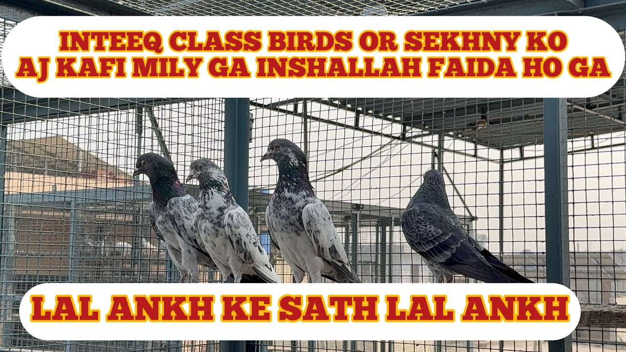 INTEEQ CLASS BIRDS KA SHOKE ||BOHAT KUCH SEKHNY KO|| MILY GA NEW ...