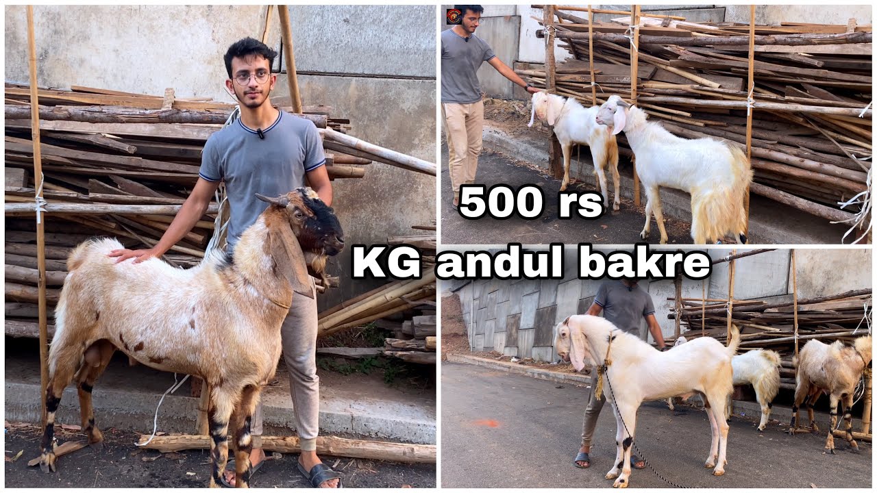 Kokan Set andul Bakre 500 rs kg isse sasta or kaha #goat #kokan #bakra ...