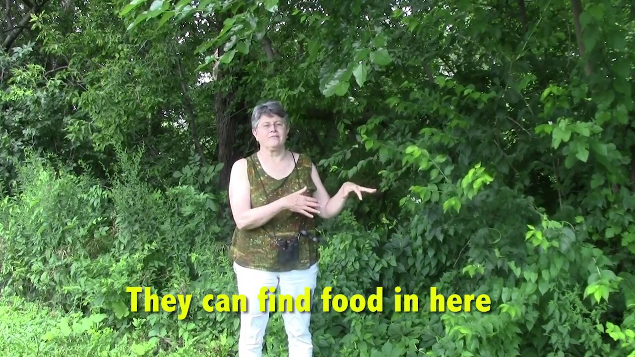 judy pollock interview1 - YouTube
